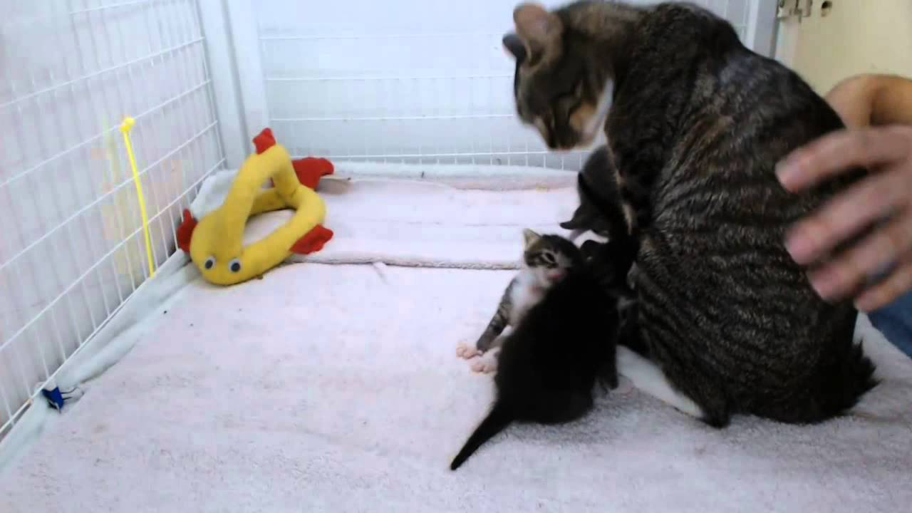 Springfield Kittens - Morning 12-6 - YouTube