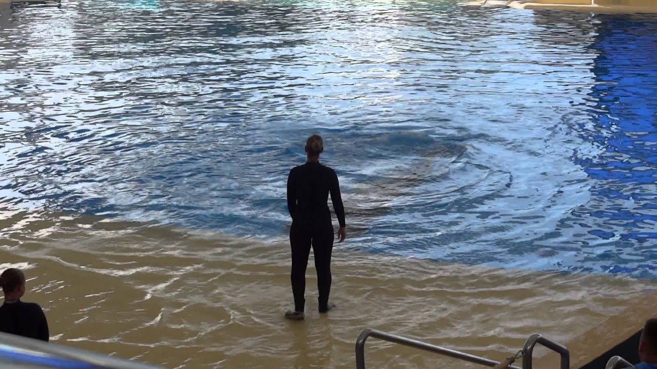 Dancing and Singing Orca - Loro Parque, Tenerife (HD video) - YouTube