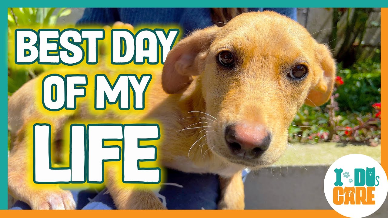 💔 Injured and forgotten puppy finds her forever home 🥹 - YouTube