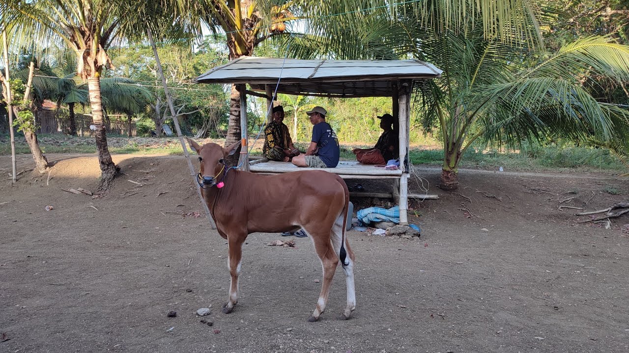 Berburu sapi kerap super di peternak pulau Sapudi - YouTube