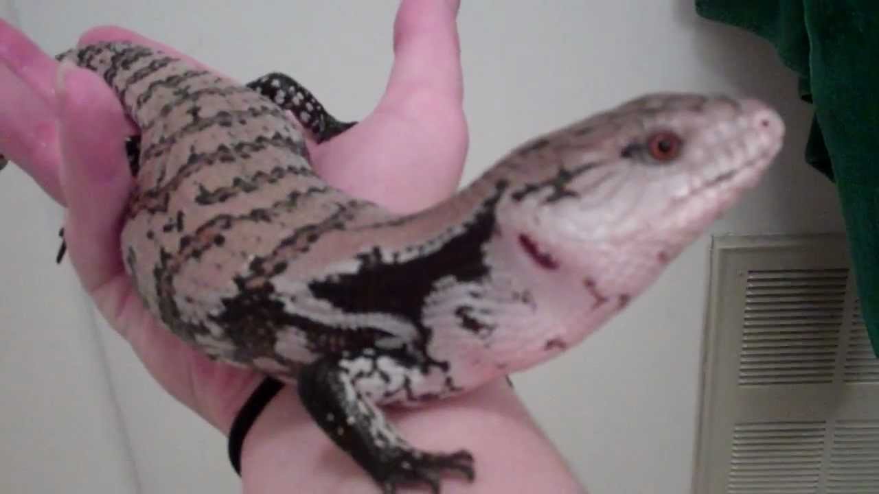 Blue Tongue Skink Swimming in Bath - YouTube