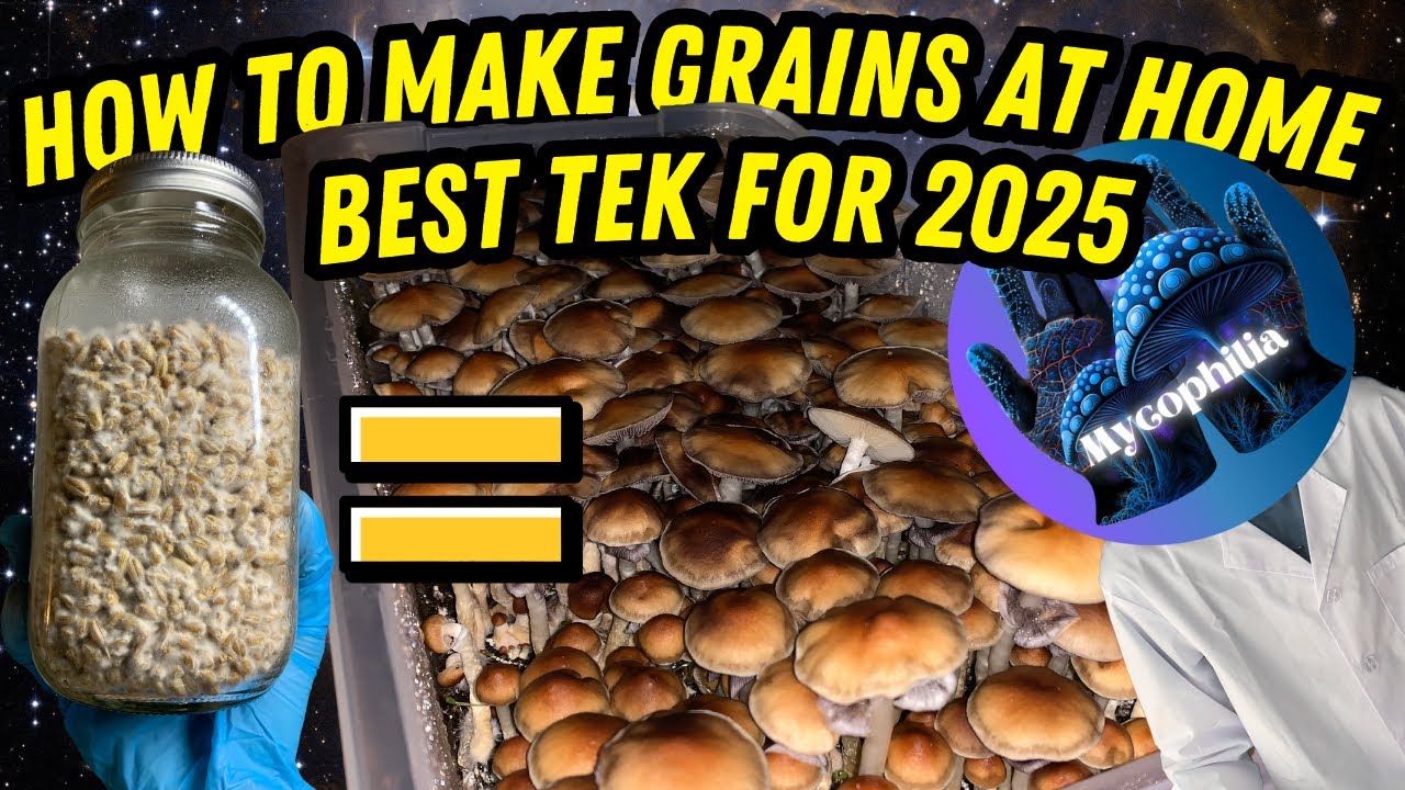 🍄 BROWN RICE TEK FULL GUIDE for Growing Mushrooms at Home in 2025, EASIEST Way to Start! 🍄 - YouTube