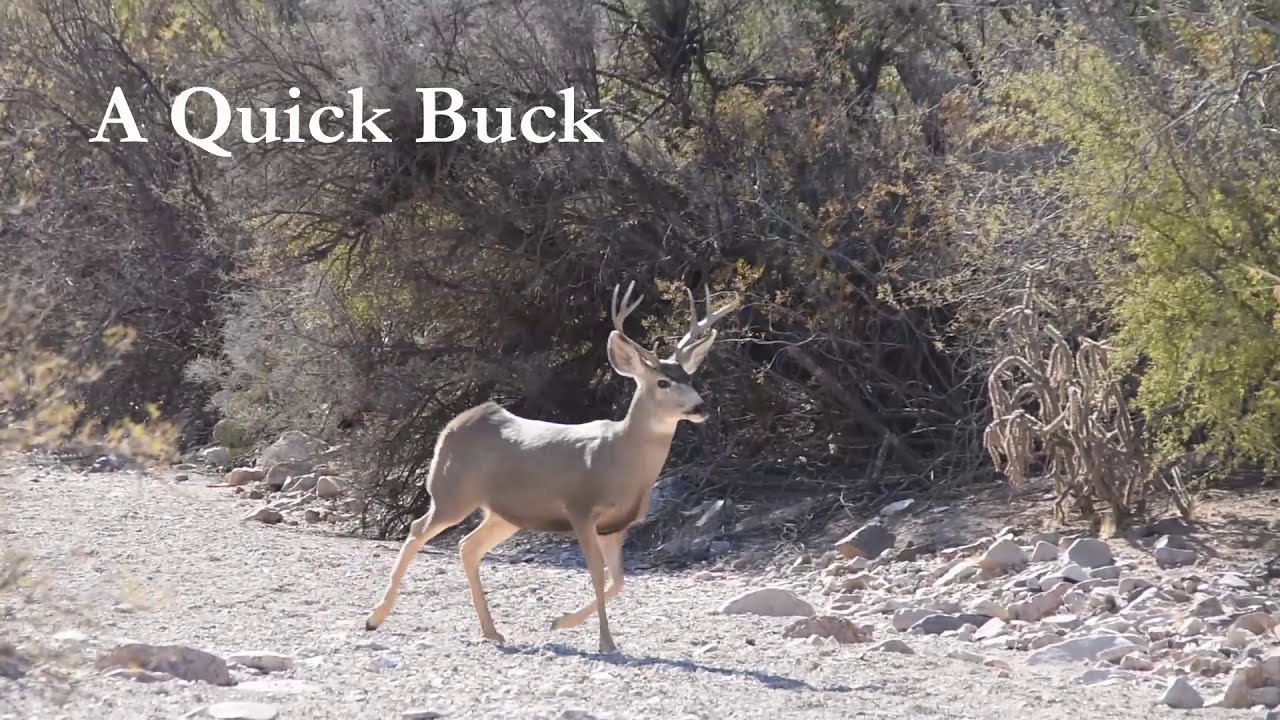 A Quick Buck - YouTube