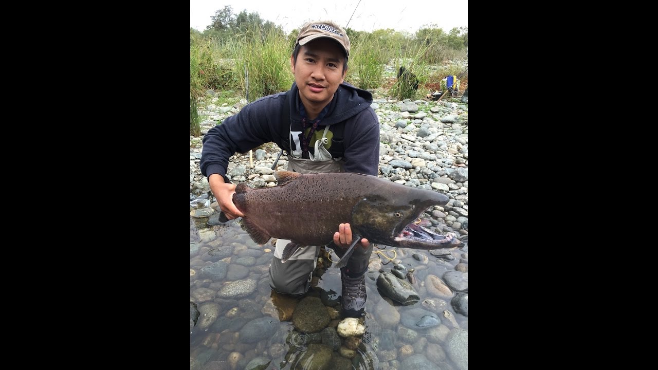 Salmon Fishing American River Flossing 10/2016 - YouTube