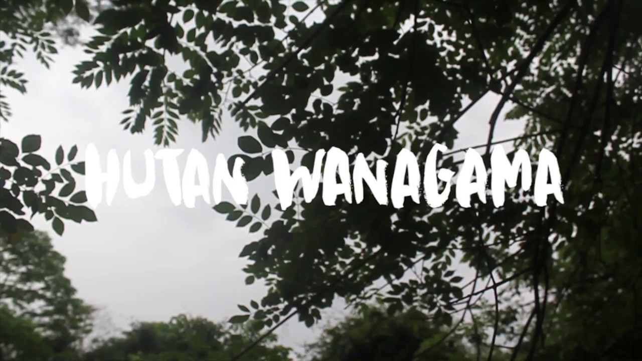 Indahnya Pesona Hutan Wanagama Destinasi Wisata Yogyakarta - YouTube