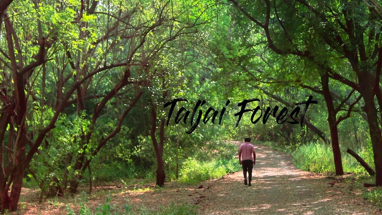 Taljai Forest | Taljai Hill | Pune | Mini trek - YouTube