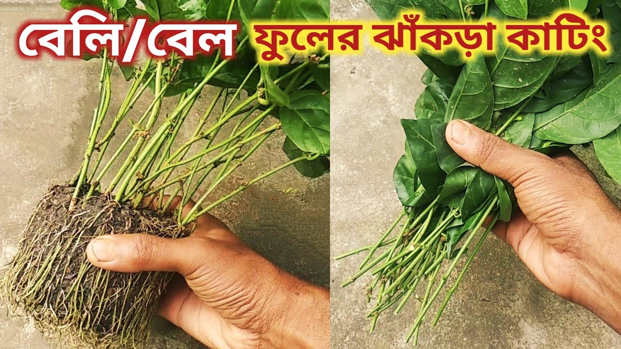 বেলি/বেল ফুলের ঝাঁকড়া কাটিং। how to grow mogra plant at home from ...
