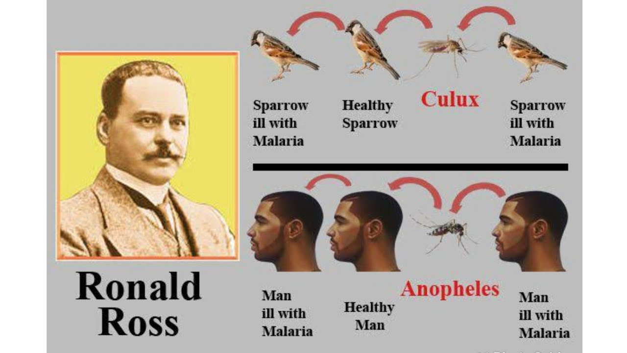 Experiment of Ronald Ross class9 ptb - YouTube