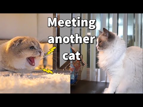 Scottish Fold kitten meets a 5 yrs old Ragdoll cat first time | cute ...