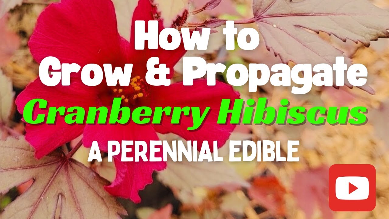 Cranberry Hibiscus - How to Grow and Propagate Cranberry Hibiscus (An ...