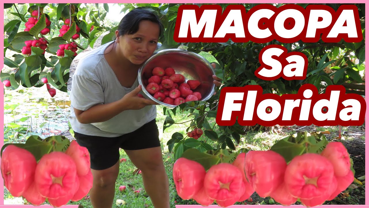 Macopa Fruit