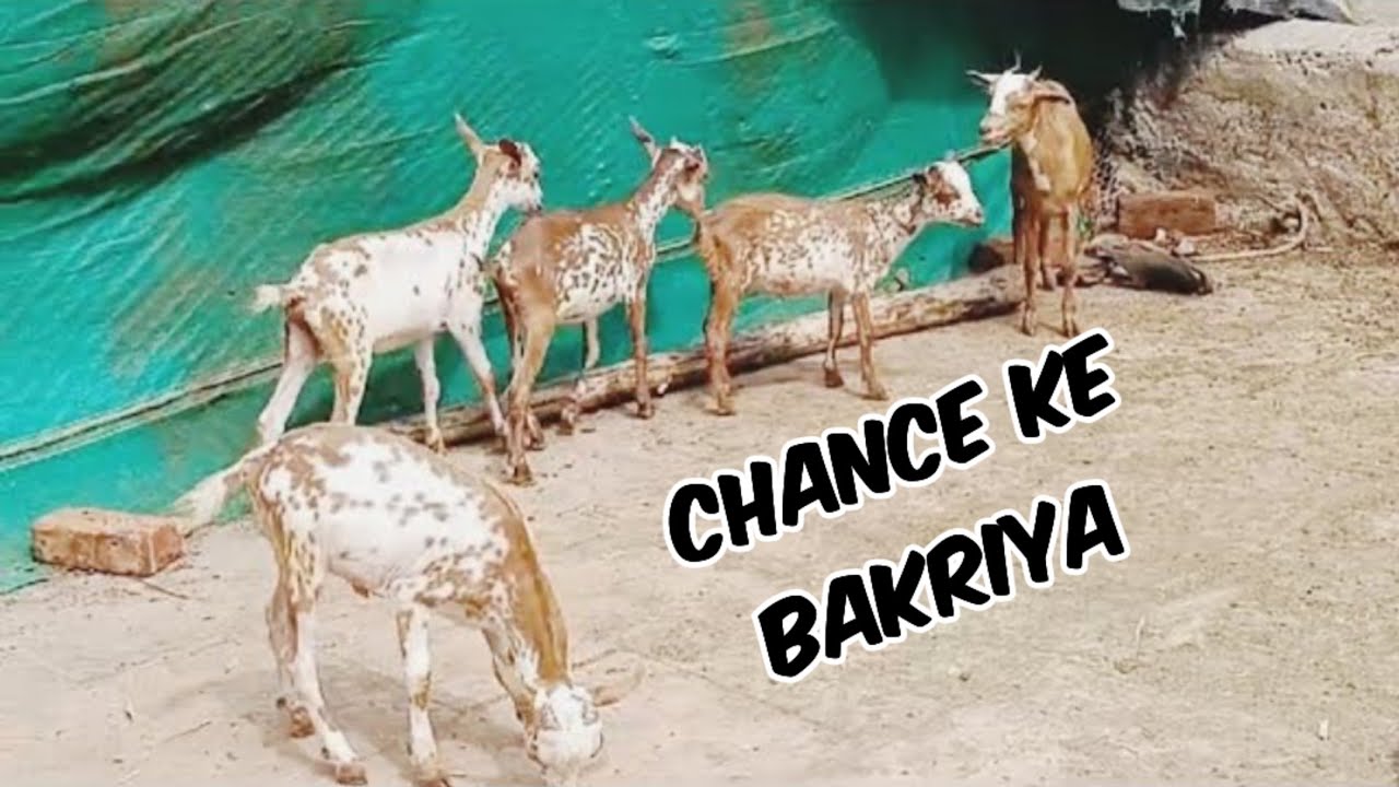 super chance ke bakriya in Bidar baswakalyan | barbari goat's lot ...