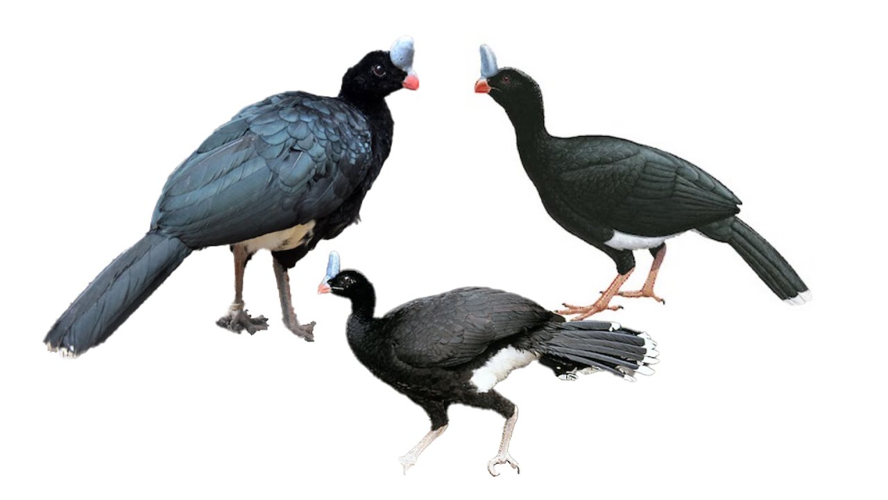 3 Species of Curassow Birds | Genus: Pauxi, Family: Cracidae ...