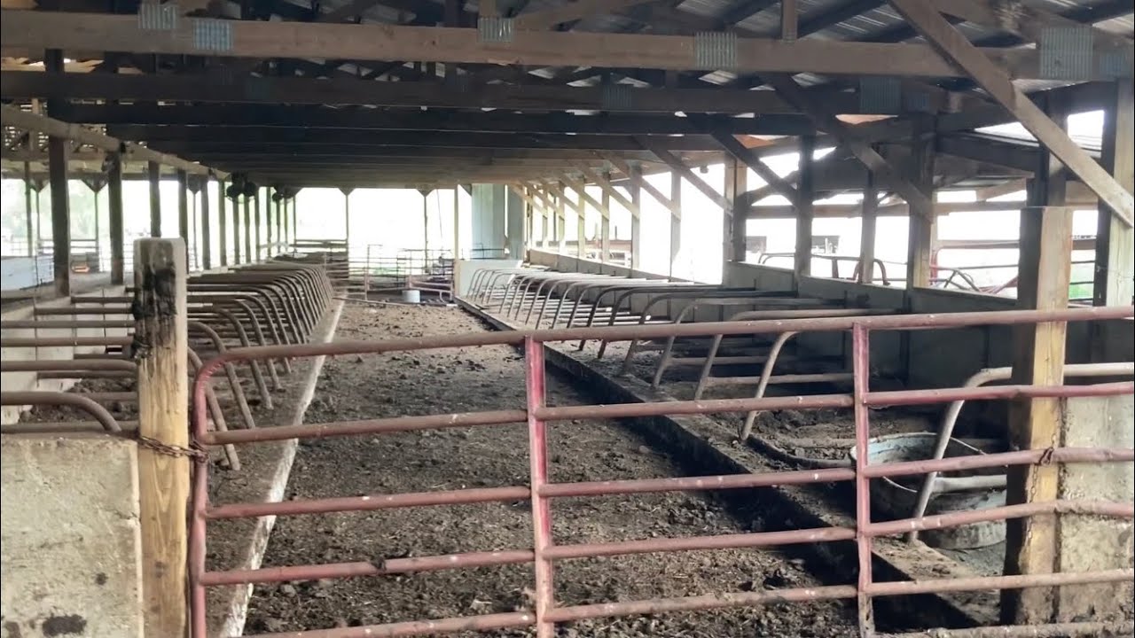Cleaning out the barn day 1 - YouTube