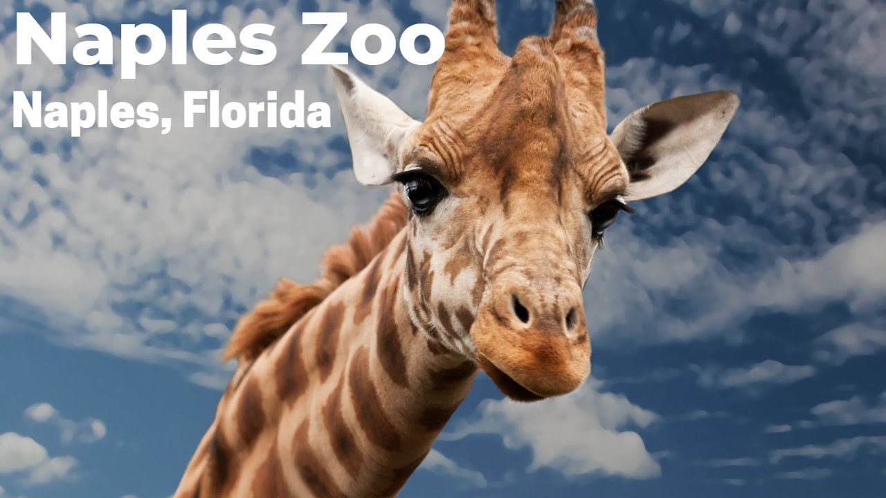 Naples Zoo Florida Boat Naples Zoo Closing Early Through Friday To