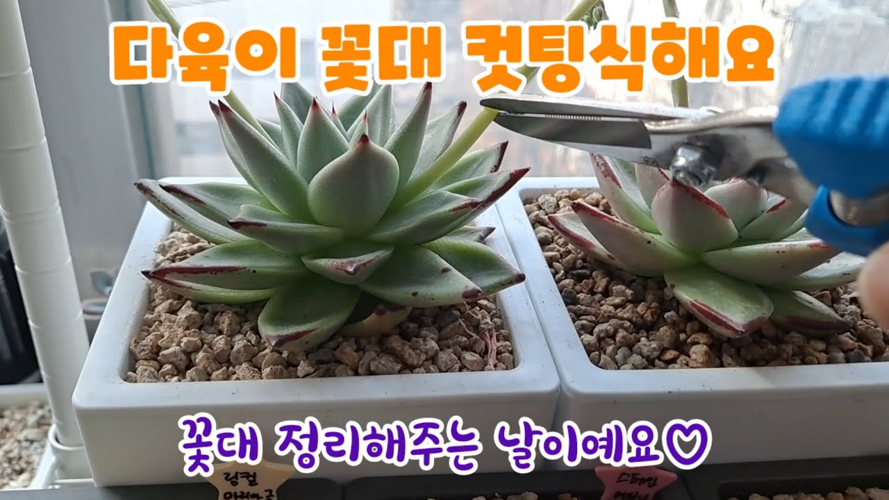 다육이꽃대 컷팅식해요 꽃대 정리해주는 날이예요 다육이 꽃대가 엄청 길어요 다육이 다육이키우기 다육이꽃대 Youtube