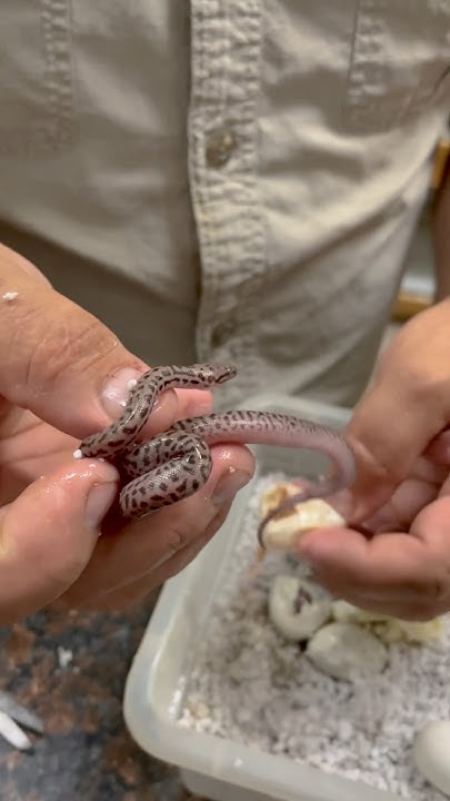 Helping the tiniest Baby Pythons Hatch🥰🙌 - YouTube