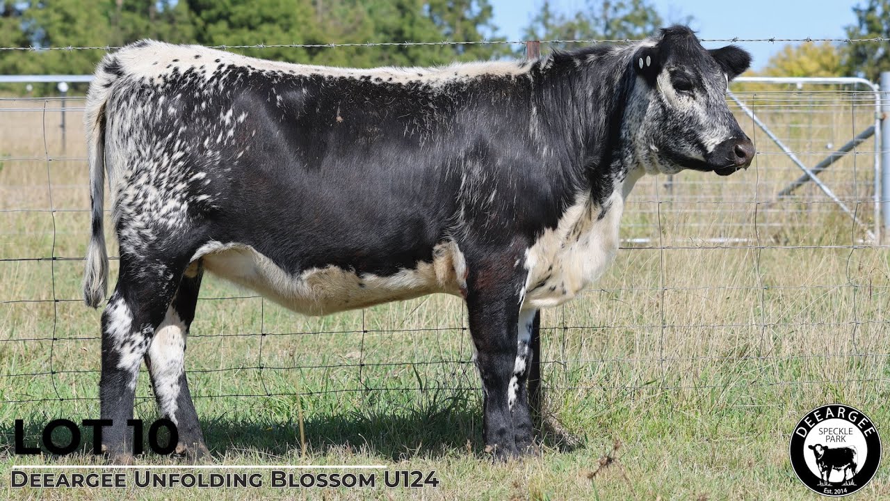 LOT 10 Deeargee Unfolding Blossom U124 - YouTube