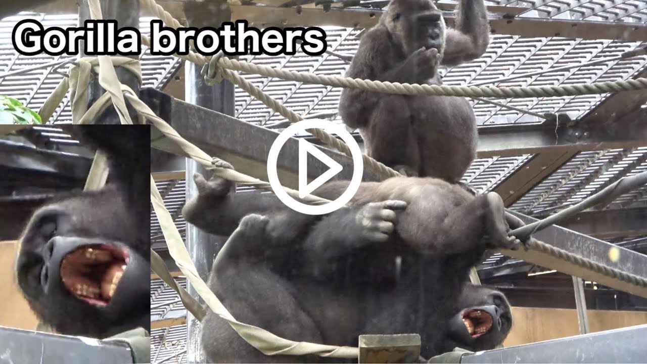 Don't get mad! Gorilla brothers frolic and play by their parent's side. Gentaro and Kintaro ...