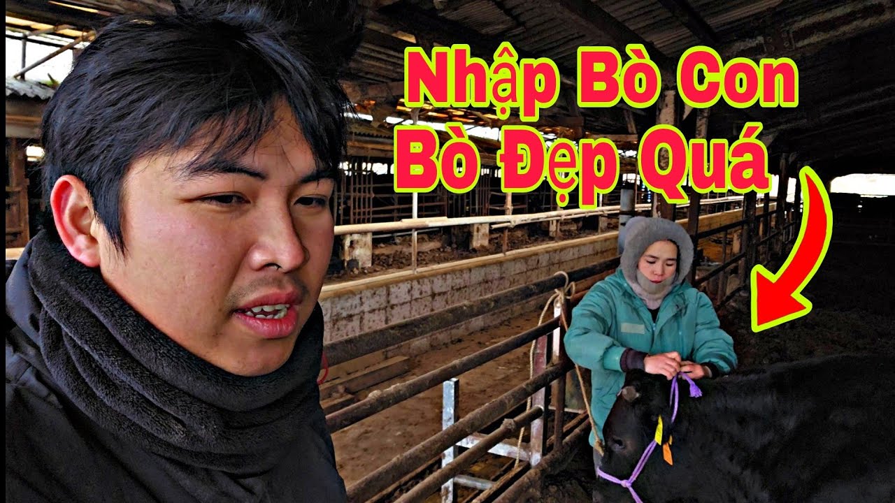 Hôm Nay Nhập Bò Con Tuyết Rơi Lạnh Quéo/Nuôi Bò Ở Nhật/Chàng Trai Bến ...