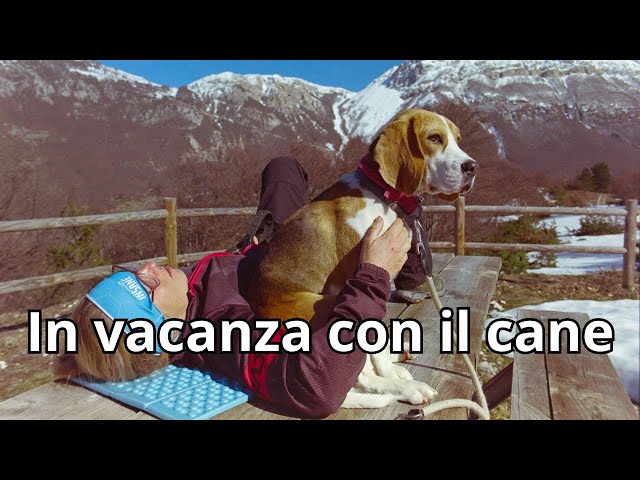 Meme Del Cane In Vacanza Gialli In Gioco Delitti In Vacanza Di Ludic