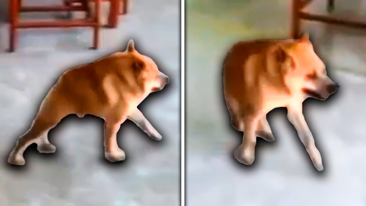 A dog with an UNKNOWN DEFECT - YouTube