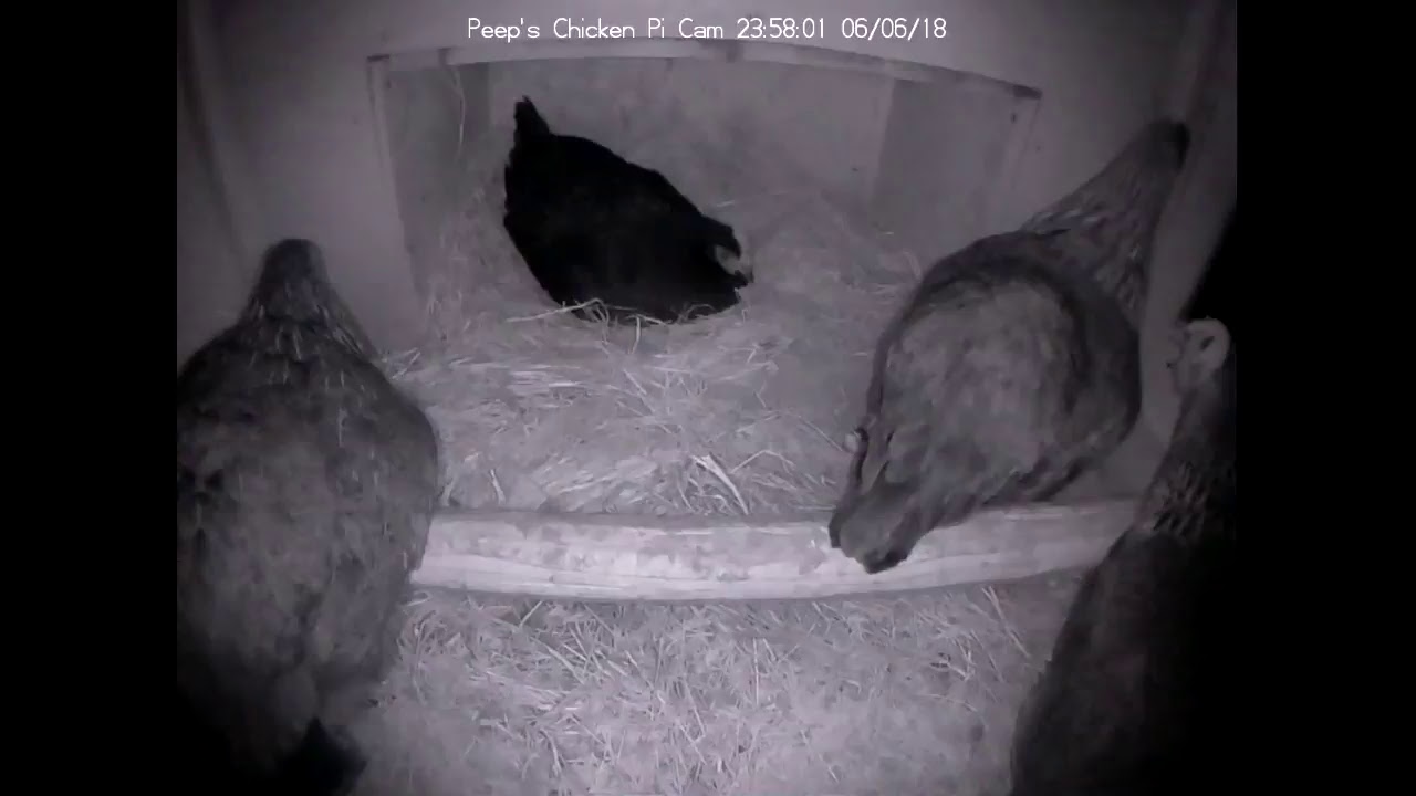 Peep's Chicken Pi Cam Live Stream - YouTube