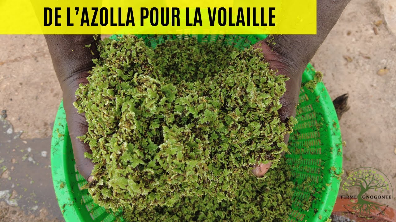 Comment nous utilisons l'azolla pour réduire le coût de l'aliment pour ...