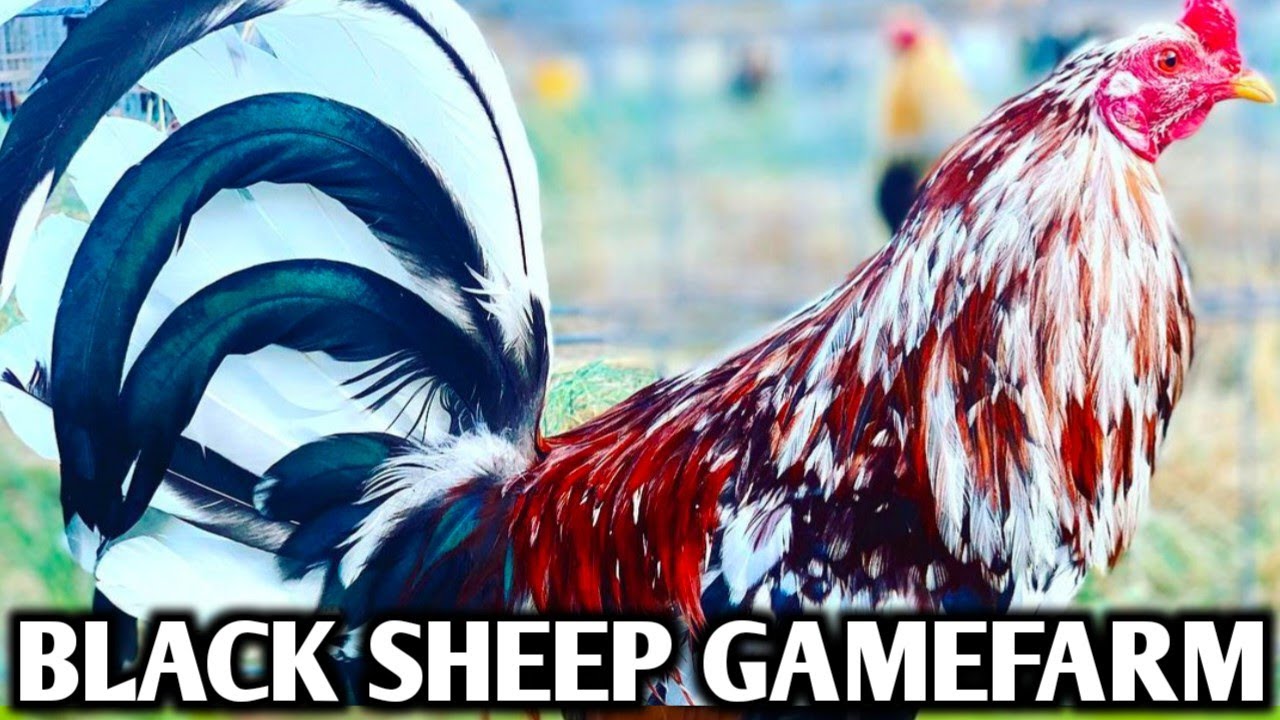 Original Kelso - BLACK SHEEP FARM - YouTube