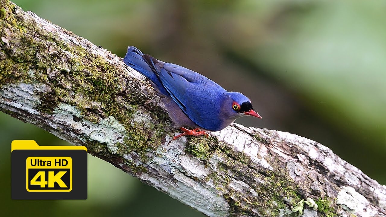 VELVET FRONTED NUTHATCH | BIRDS OF BORNEO | YCLEE PHOTOGRAPHY - YouTube