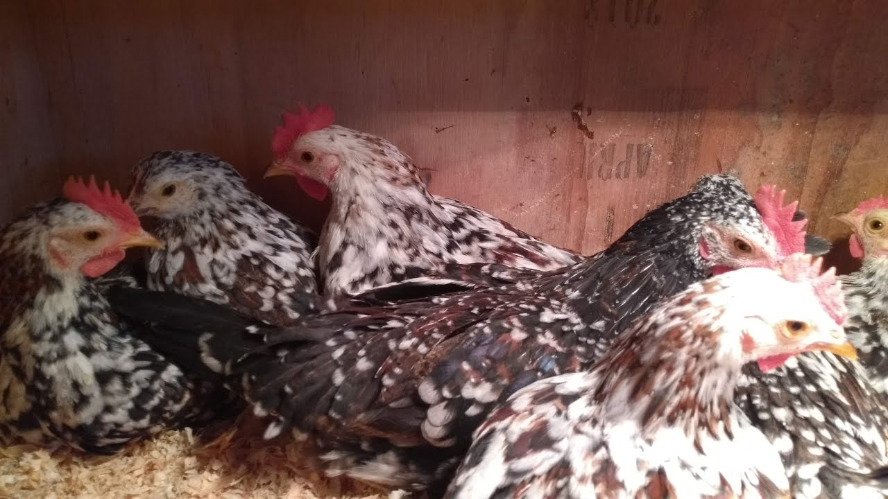 Rare Live Chickens Olandsk Dwarf - YouTube