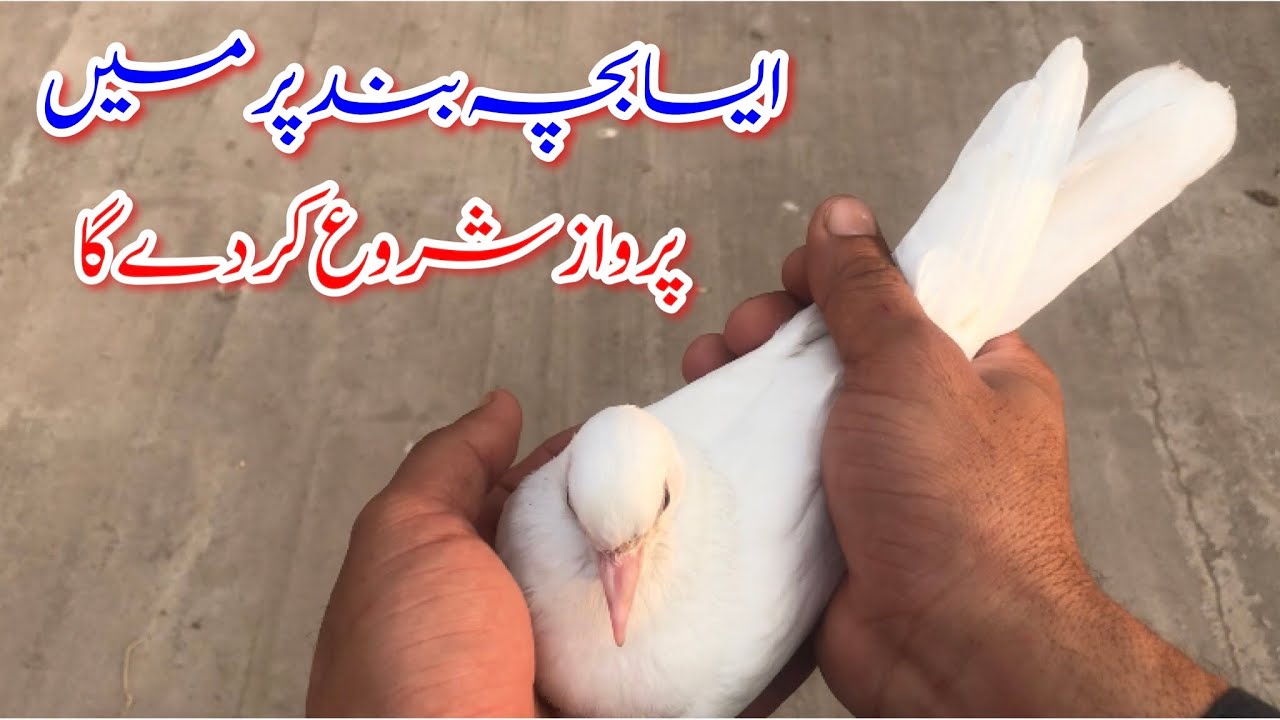 Is thran ka bacha band kali main parwaz sharo kr de ga || Afzaal ...
