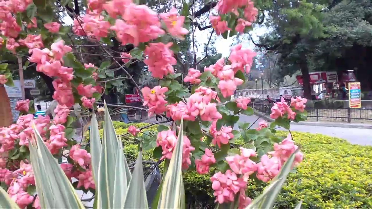 Beauty ful flower - YouTube