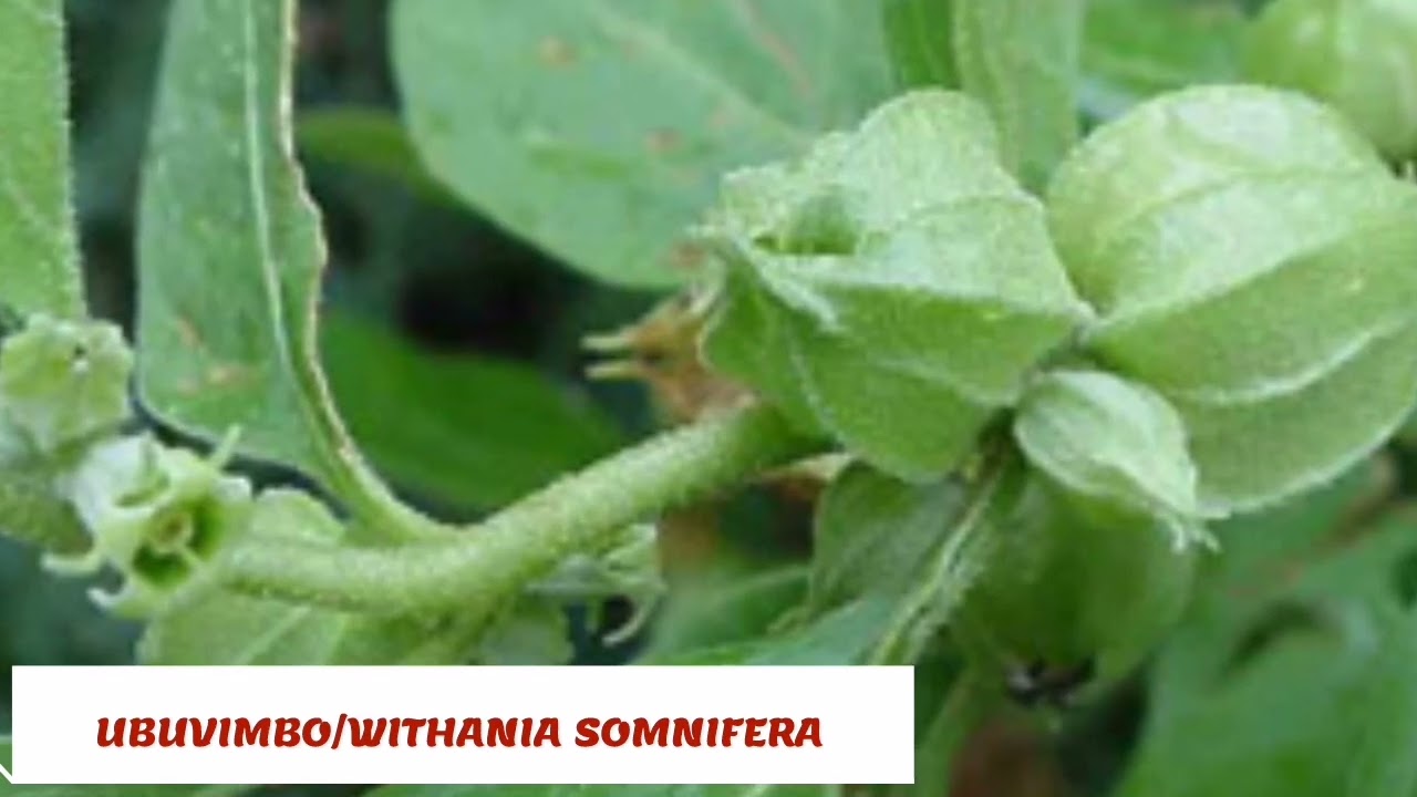 Cacisa amaphupho akho abemahle/vimba ukuchithekelwa isisu | UBUVIMBO ...