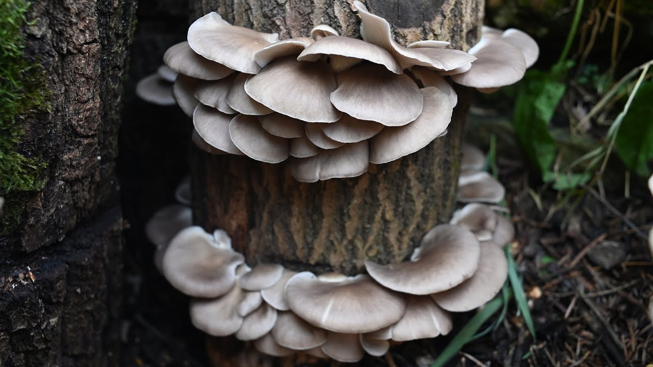 Ciuperci pe busteni in gradina cu metoda totem - YouTube