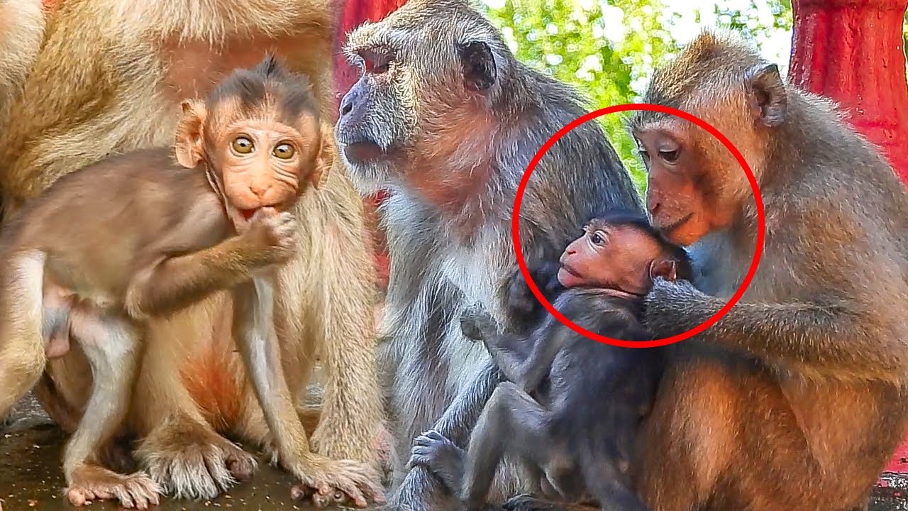 Oh no..! crazy young monkey Elly wants kidnapped tiny baby Vegan Once ...