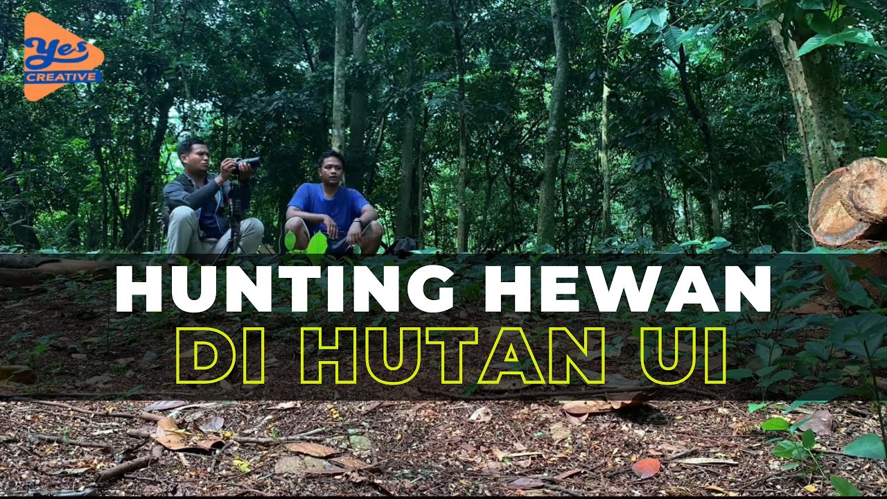 Hunting Foto & Video Hewan Langka di Hutan UI Depok! Gak Nyangka Ada ...