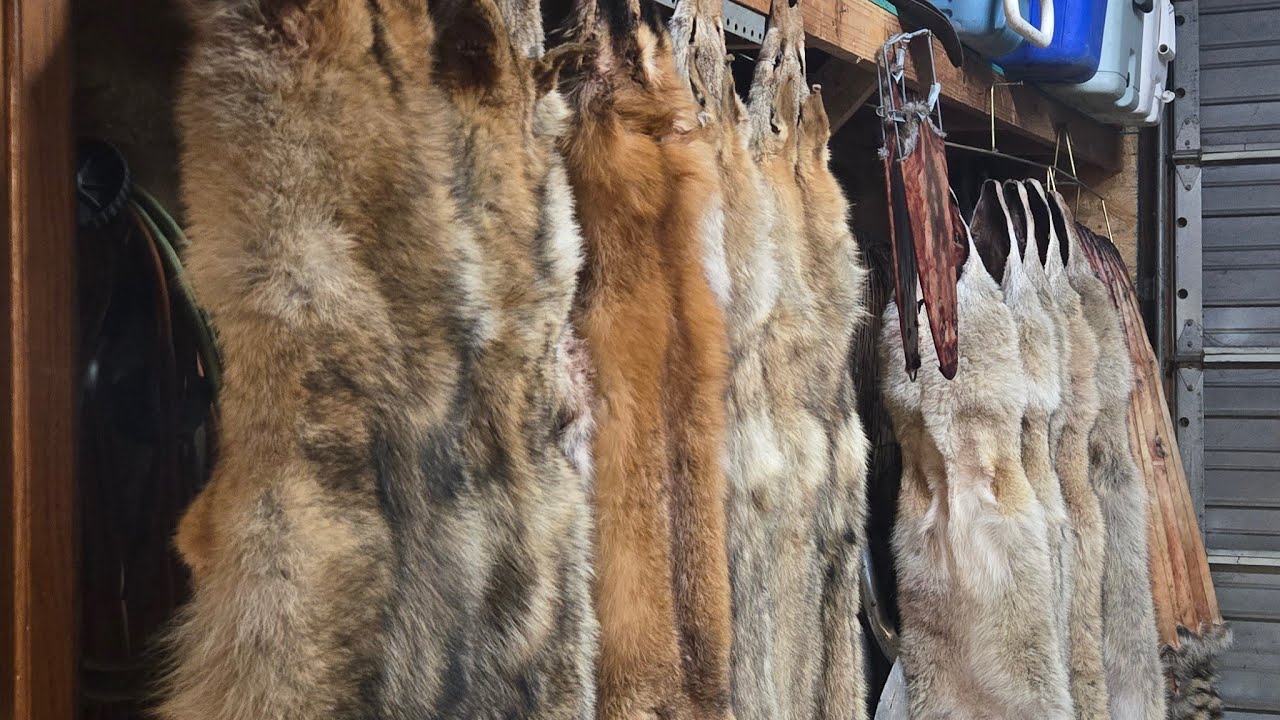 workin fur...in the fur shed...episode 273 - YouTube