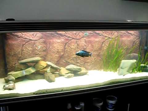 fossochromis rostratus - YouTube