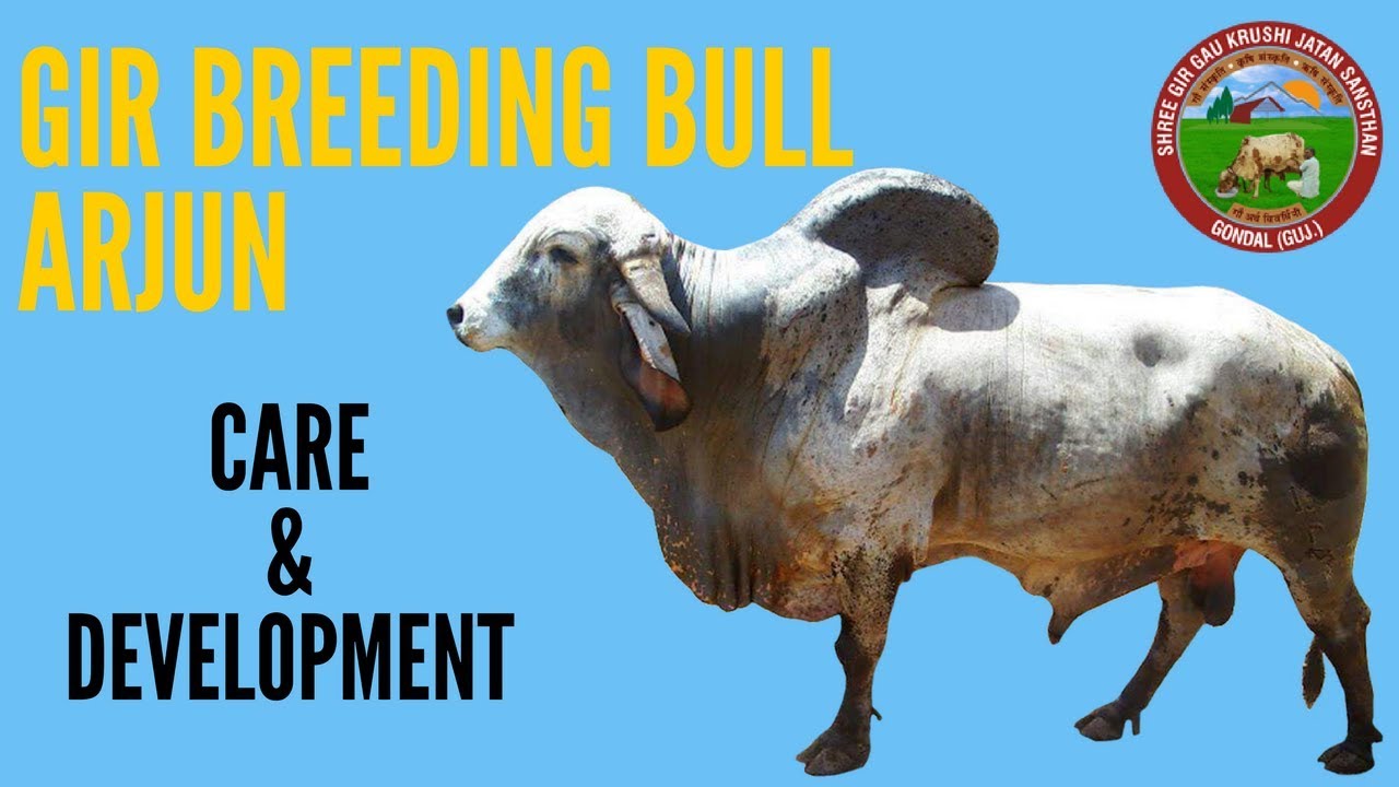 Gir Breeding Bull - Arjun | गीर नंदी अर्जुन | One of Best Gir Bull in ...