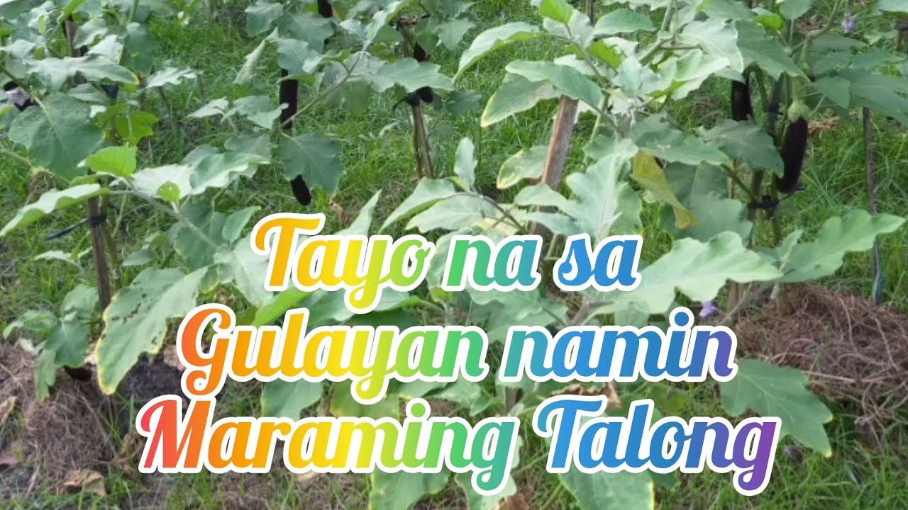 How's our Gulayan sa Paaralan in the New Normal - YouTube