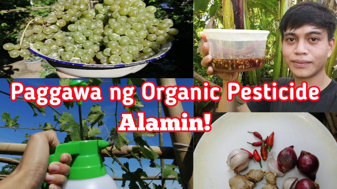 Paggawa ng Organic Pesticide sa Ubas at Halaman - Oriental Herbal ...