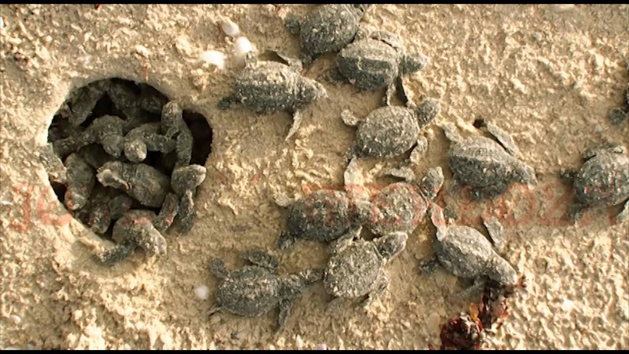 Nido de tortuga lora (Lepidochelys kempii) - YouTube