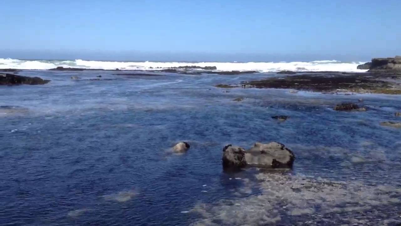 Tide Pools in Maverick Beach, CA - YouTube