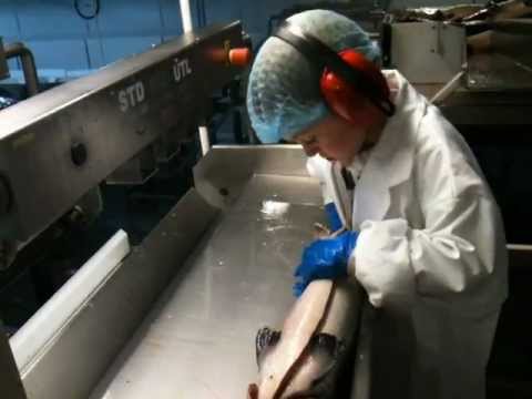 Russell Spiers grading fish - YouTube