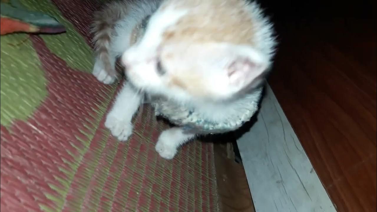 this is kitto - YouTube