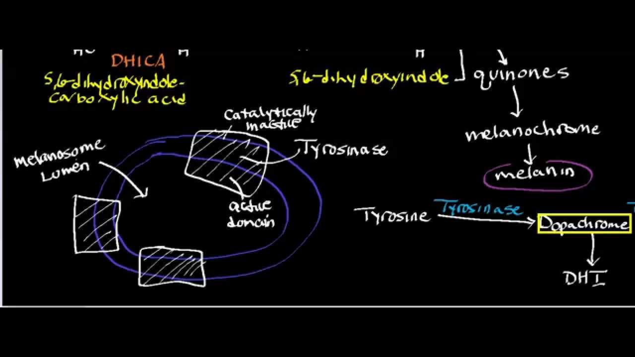 Melanin Physiology: Conversion of Dopachrome to Dihdroxyindole - YouTube