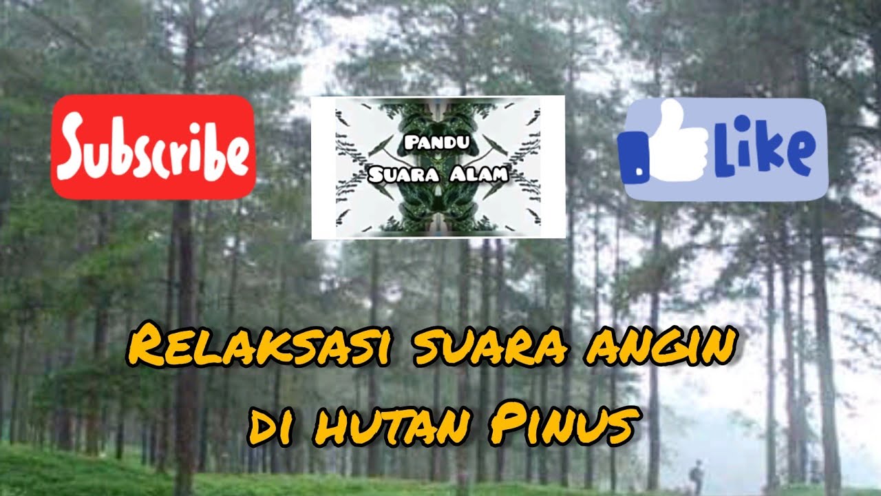 RELAKSASI SUARA ANGIN || ANGIN DI HUTAN PINUS - YouTube