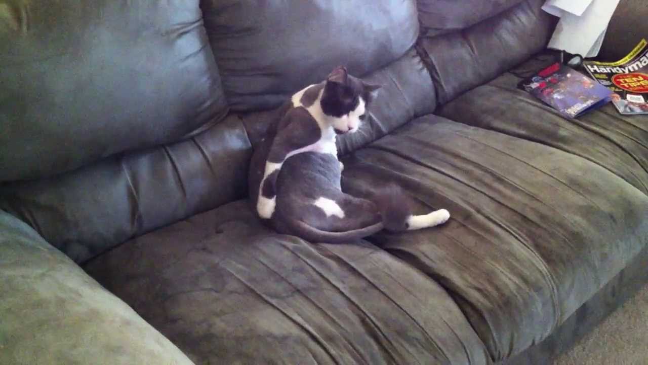 Butt-Scratching Cat - YouTube