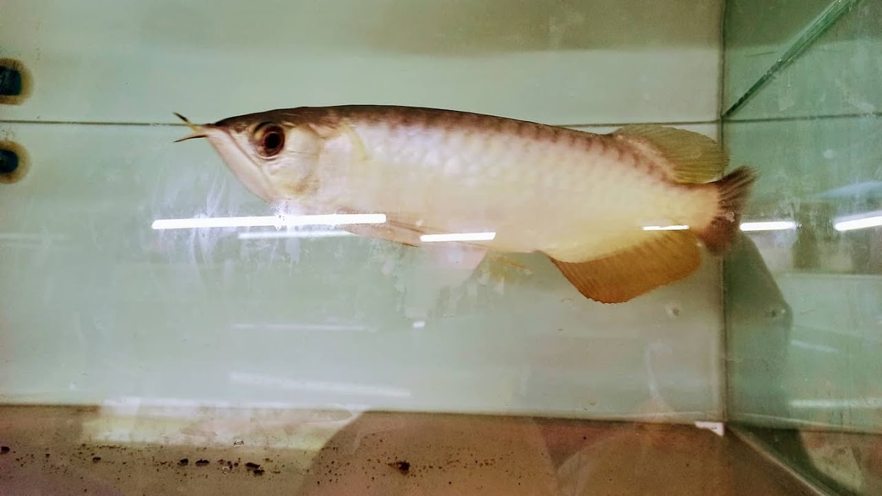 Livepets.in: 24K Gold Cross Back Arowana for sale. - YouTube